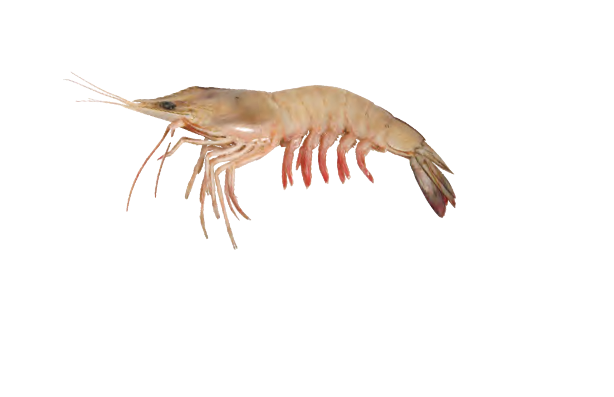 Indian White Prawn – Zoom Overseas Trading Co