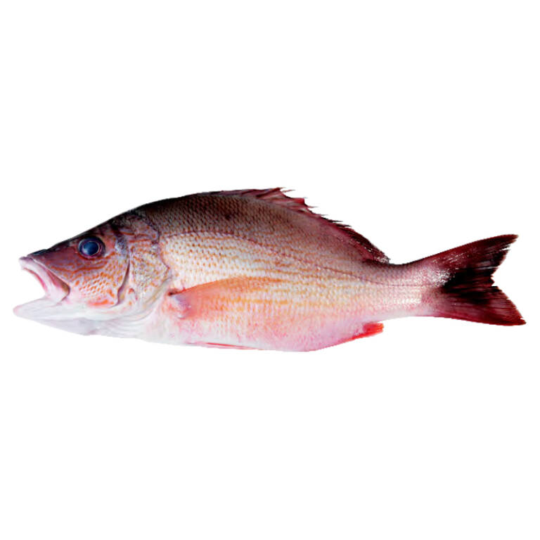 Demersal fishes – Zoom Overseas Trading Co